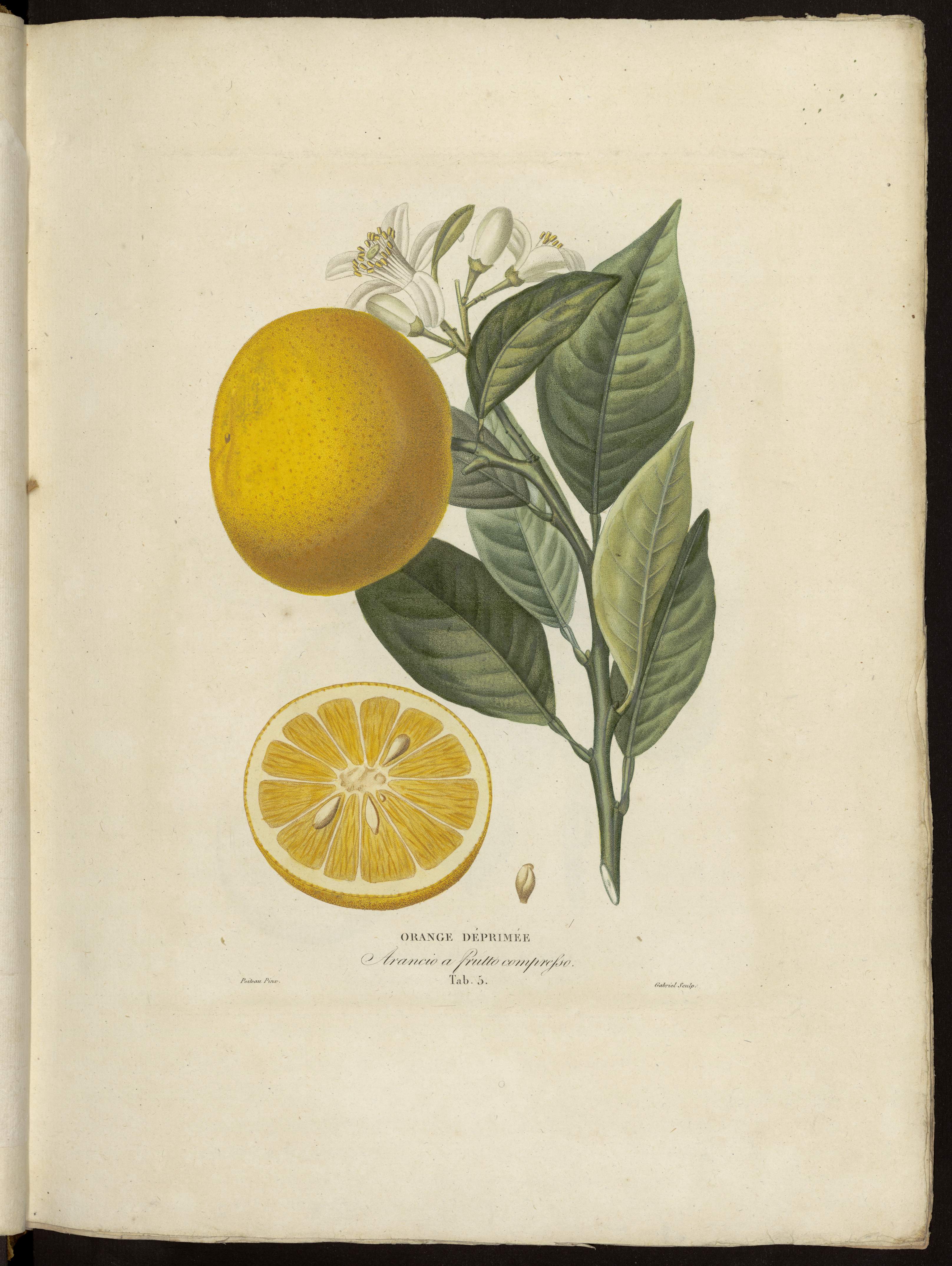 Les Orangers | Culture Bourg en Bresse