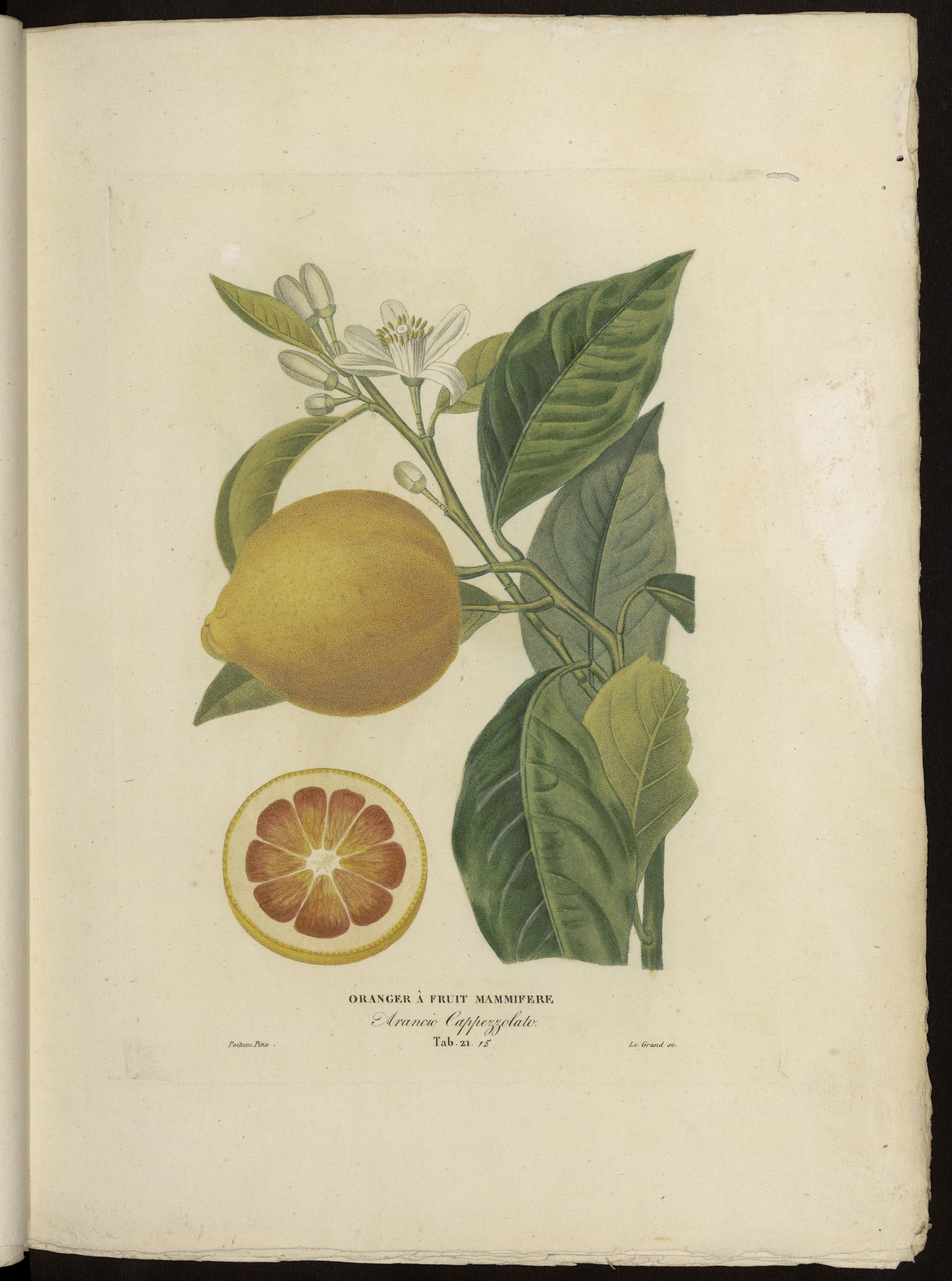 Les Orangers | Culture Bourg en Bresse